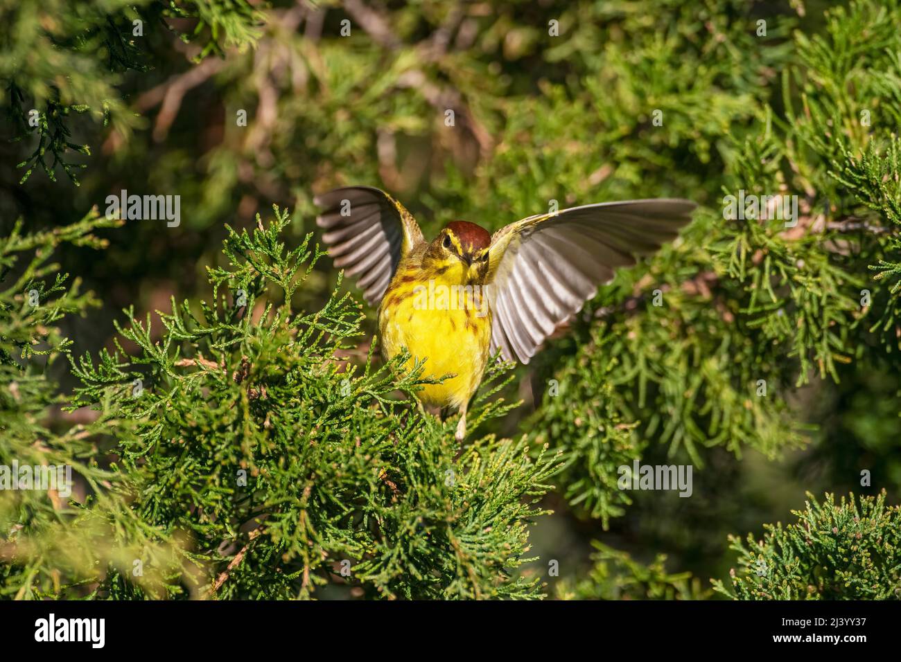 Palm warbler during spring migration Stock Photo - Alamy
