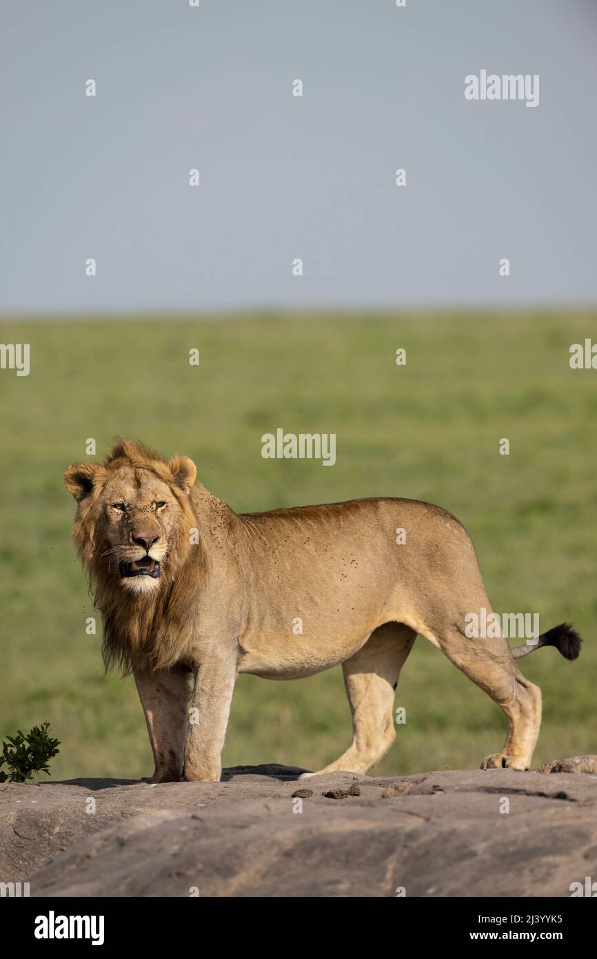 Serengeti Lion, Tanzania Stock Photo - Alamy