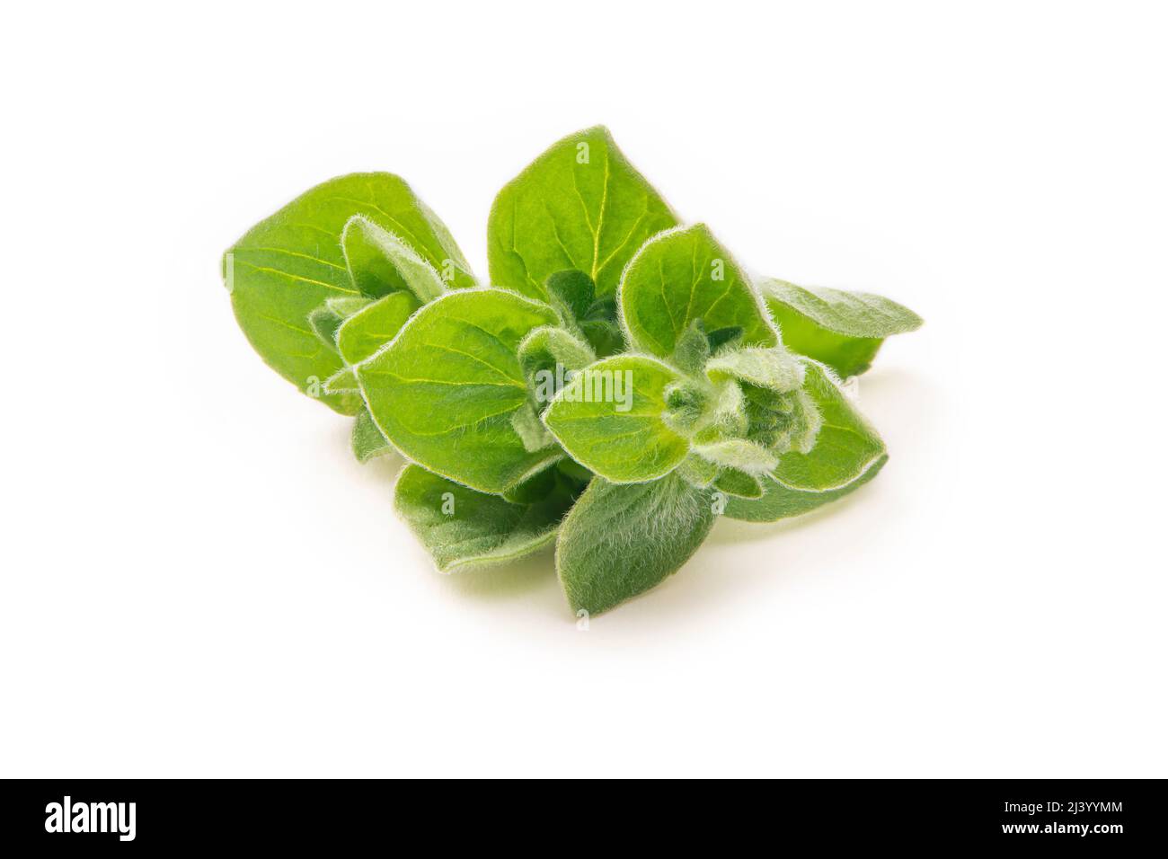 Oregano Bright Green Leaves. Fresh Oregano Isolated on a White ...