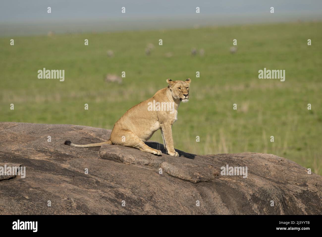 Serengeti Lion, Tanzania Stock Photo - Alamy
