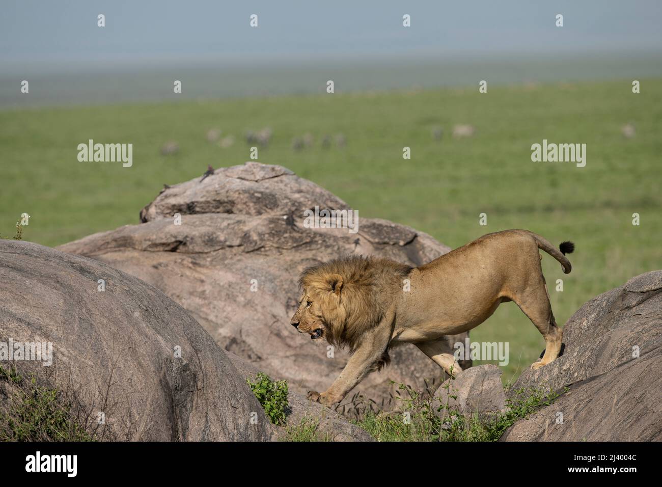 Serengeti Lion, Tanzania Stock Photo - Alamy