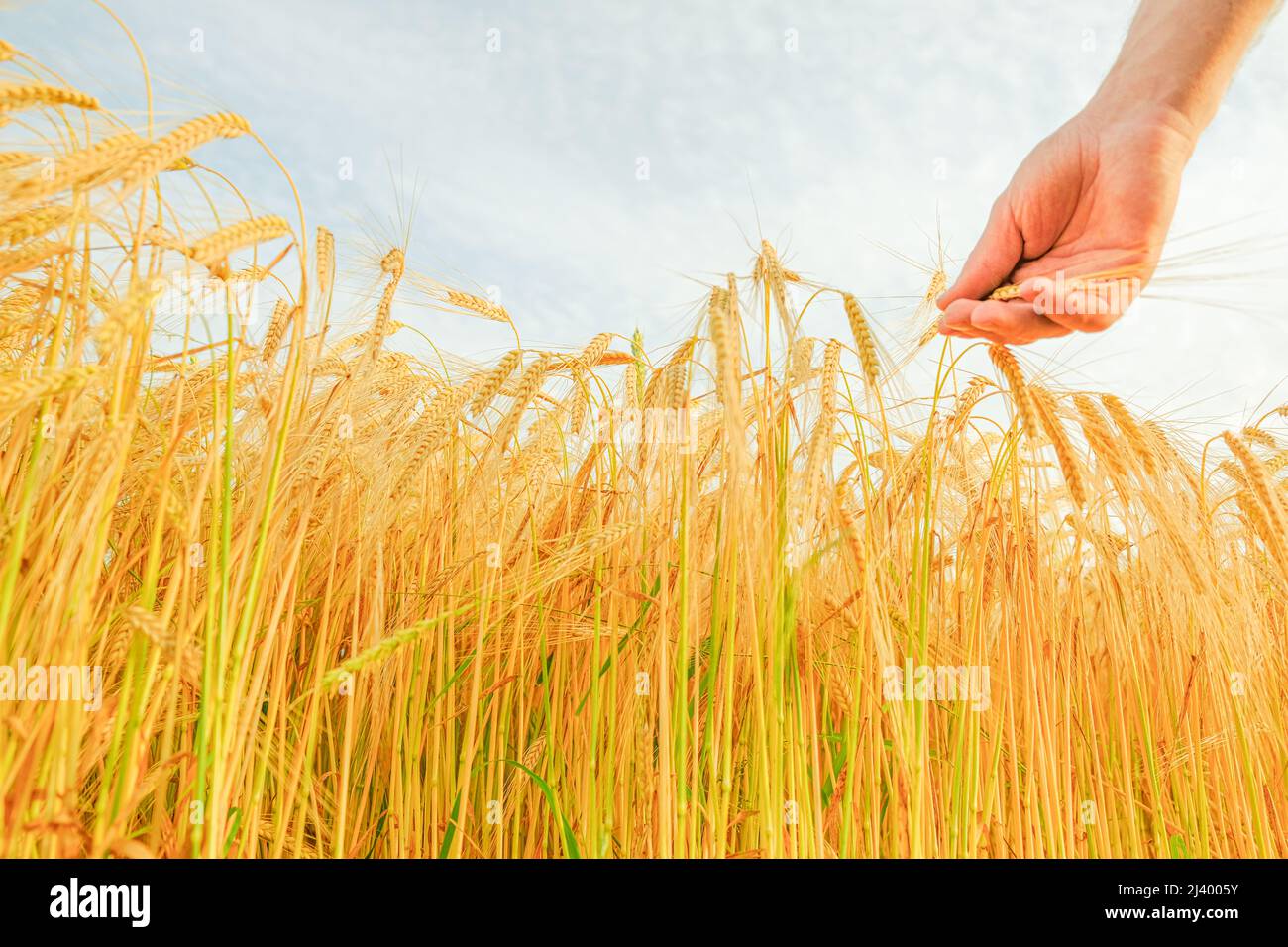 Wheat harvest.Farmer touching an ear of wheat with his palm . Ripe ...