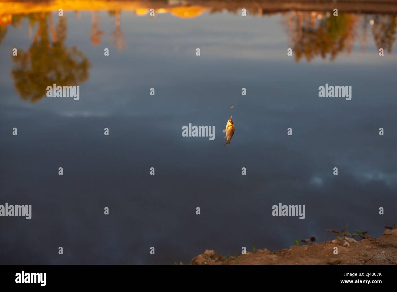 Small fish on the line. Fishing on the lake. The fish fell for the bait ...