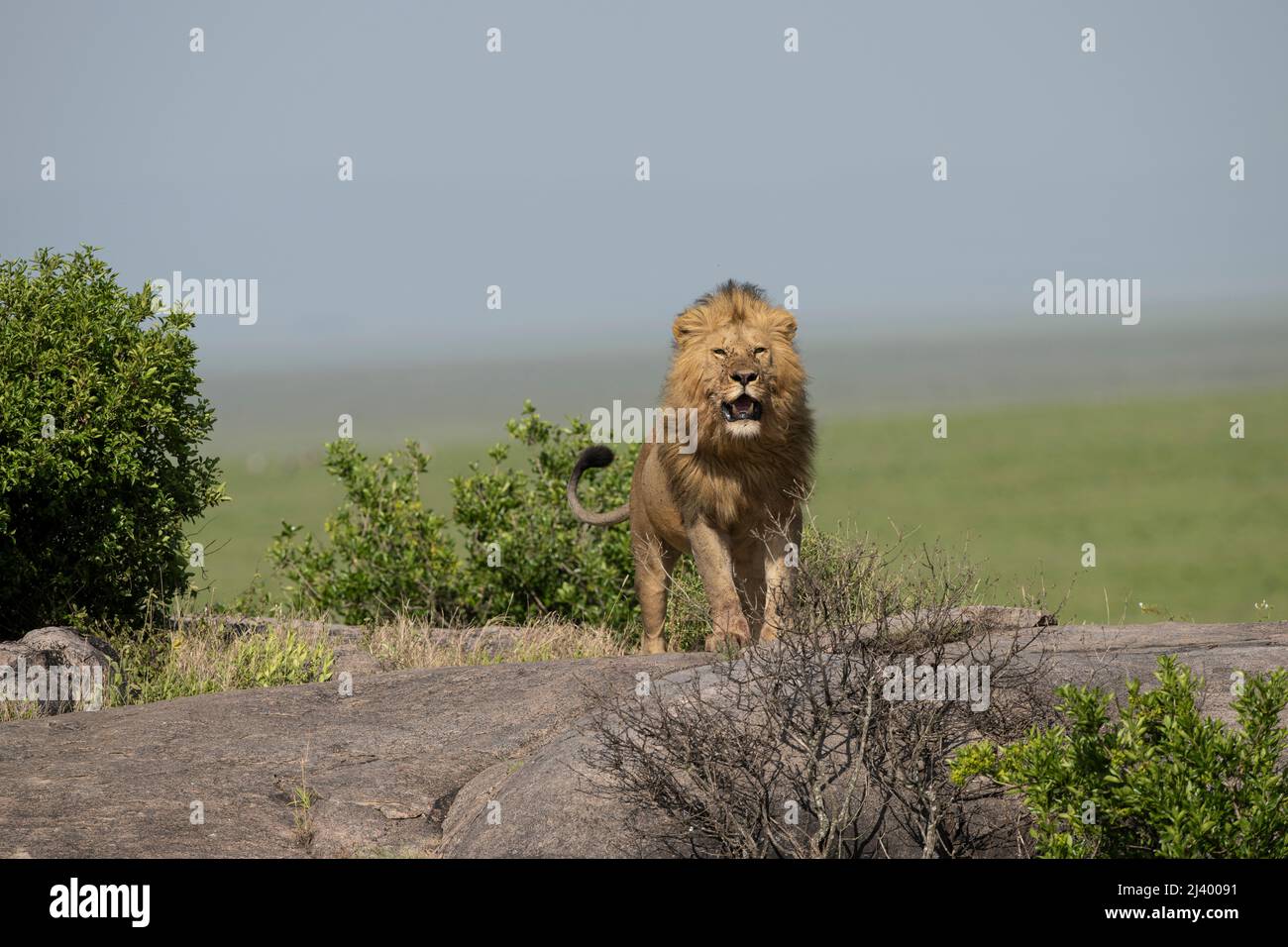 Serengeti Lion, Tanzania Stock Photo - Alamy