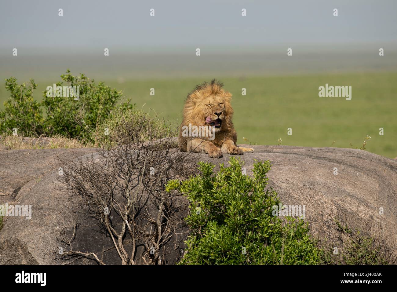 Serengeti Lion, Tanzania Stock Photo - Alamy
