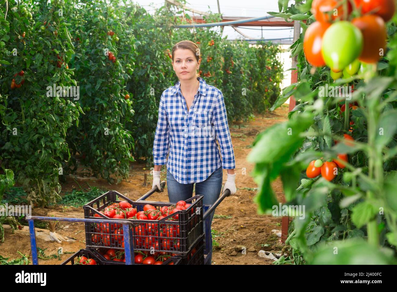Female farmer carrying wheelbarrow with tomatoes in greenhouse Stock ...