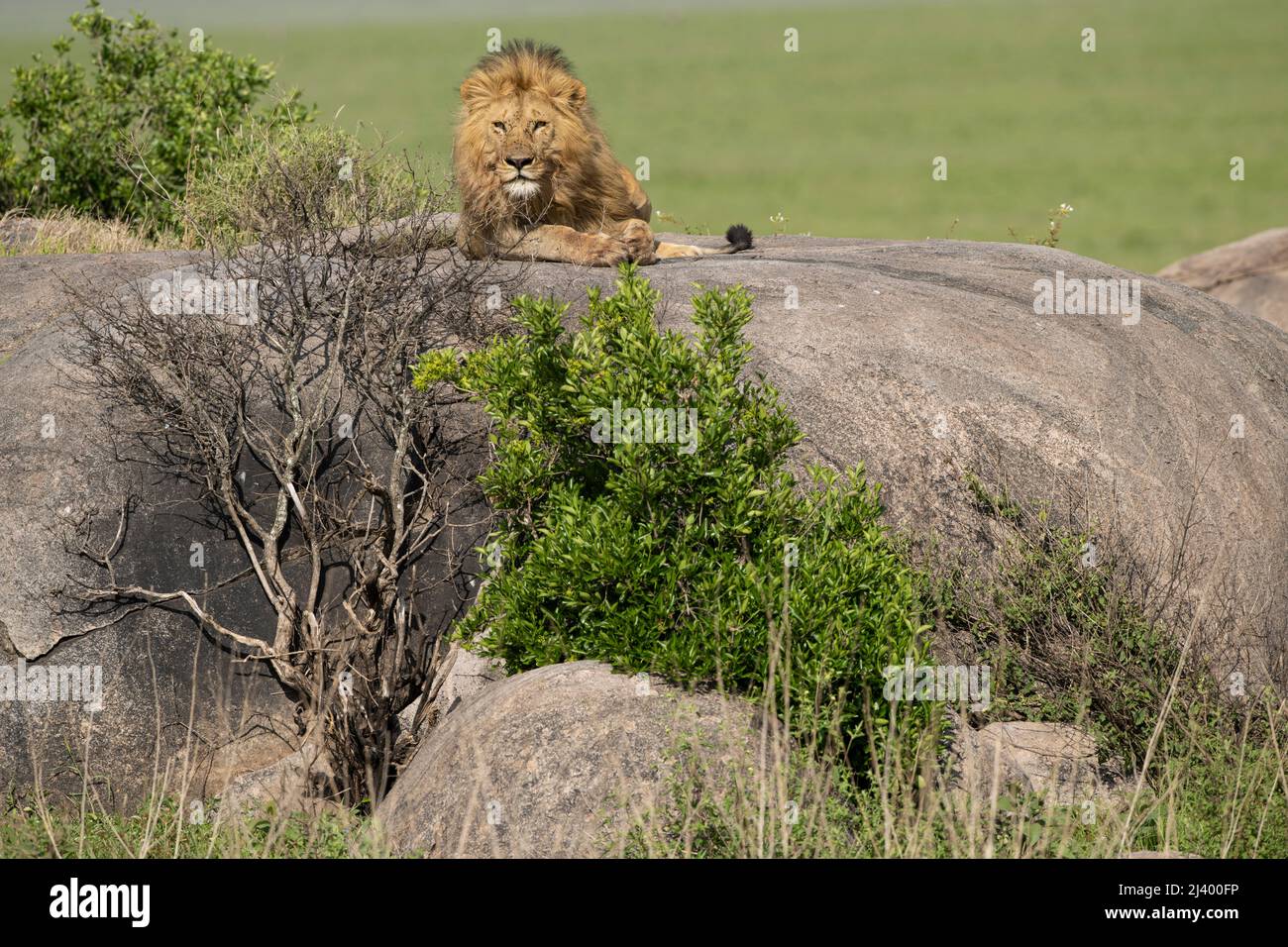 Serengeti Lion, Tanzania Stock Photo - Alamy