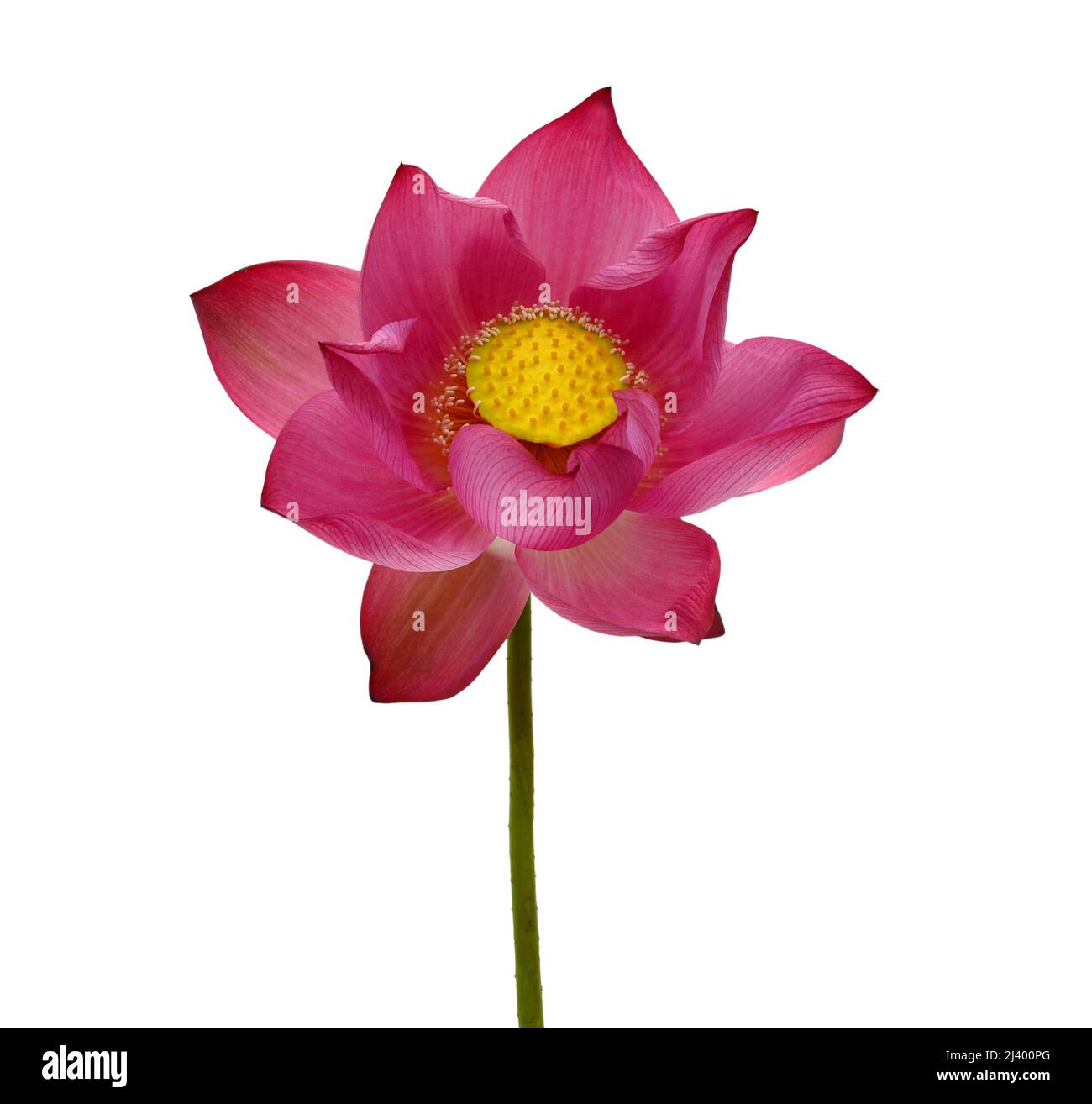 Beautiful pink lotus flower isolated on white background Stock Photo ...