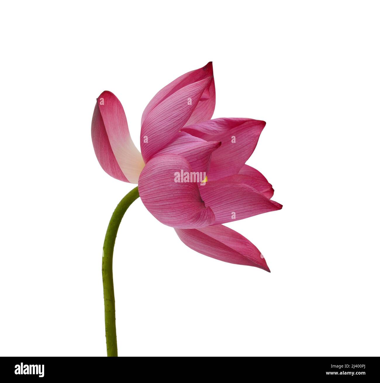 Beautiful pink lotus flower isolated on white background Stock Photo ...