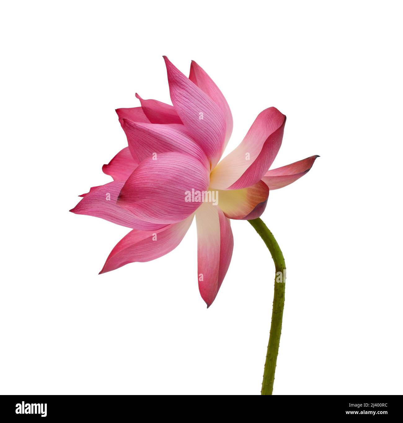 Beautiful pink lotus flower isolated on white background Stock Photo ...