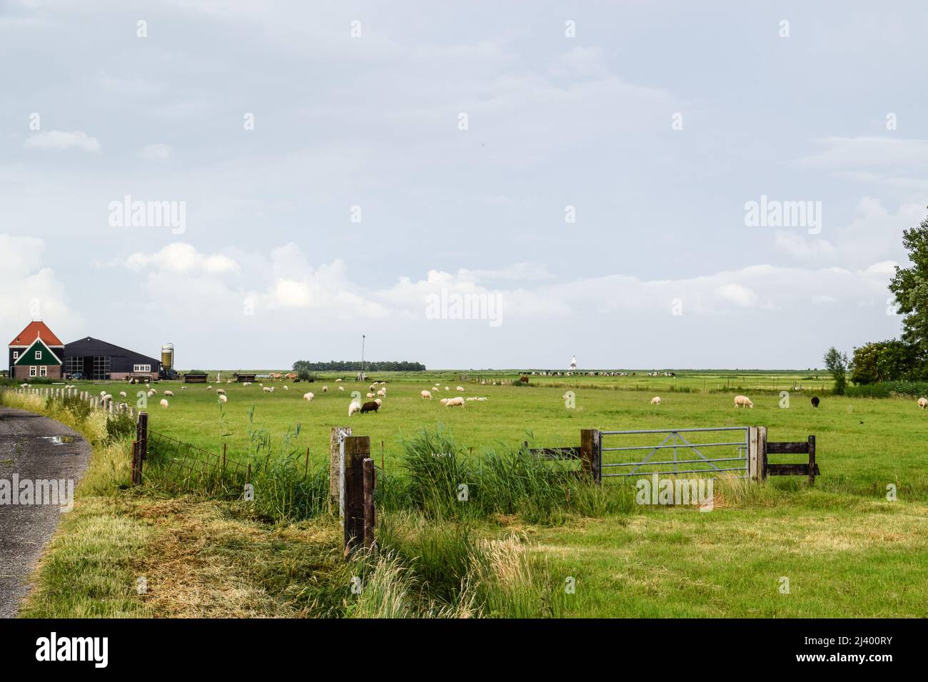 Netherlands farm house with many lambs in front of them Stock Photo - Alamy