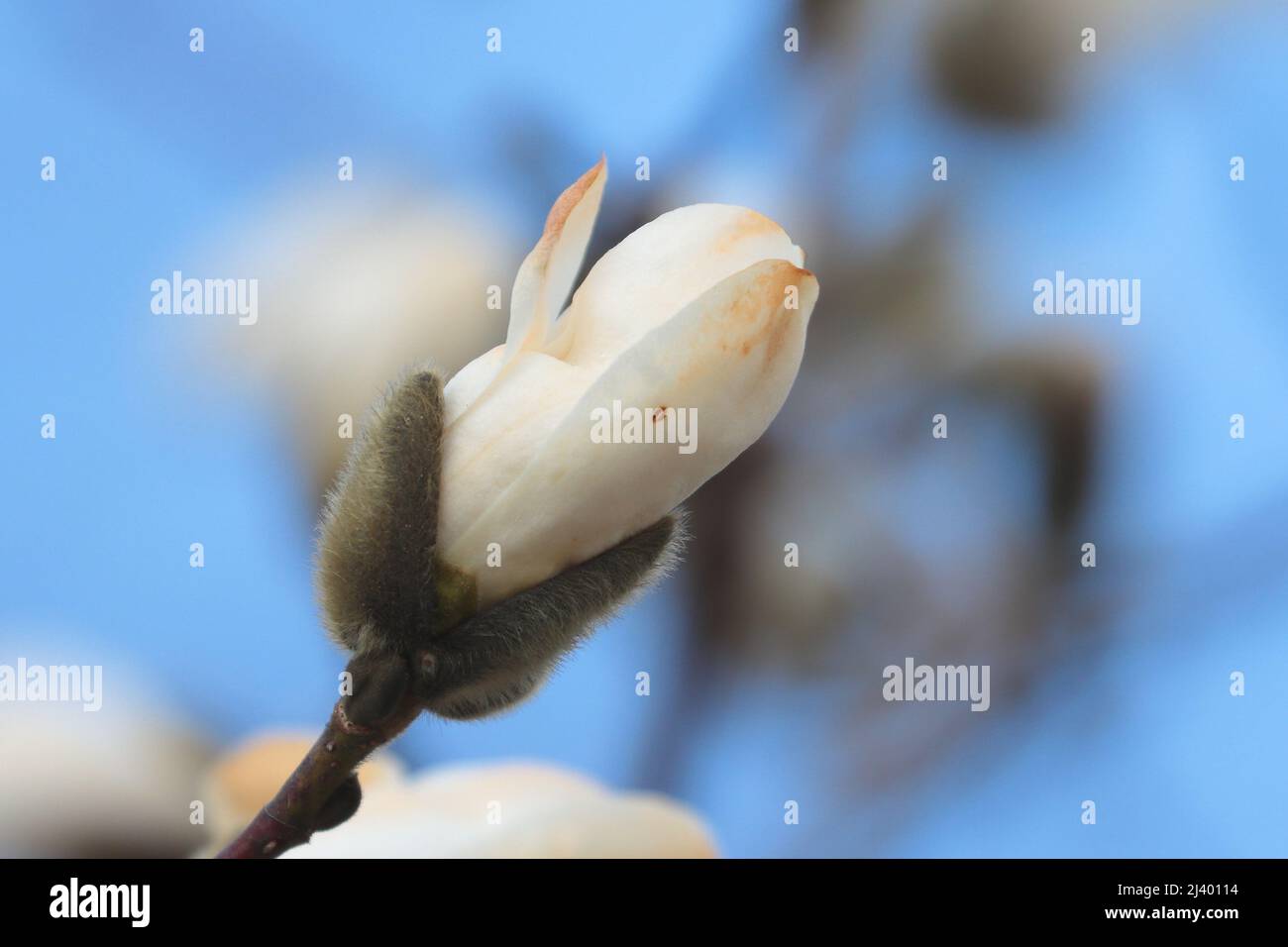 Planting a magnolia tree hi-res stock photography and images - Alamy