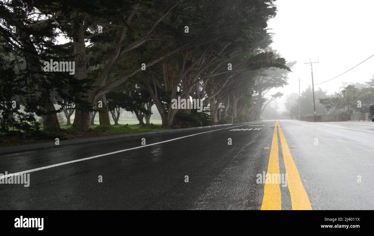 Wet road asphalt in fog, misty mysterious forest. Row of trees in foggy ...