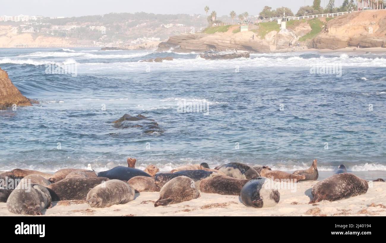 Wild spotted fur seal rookery, pacific harbor sea lions resting, sandy ...