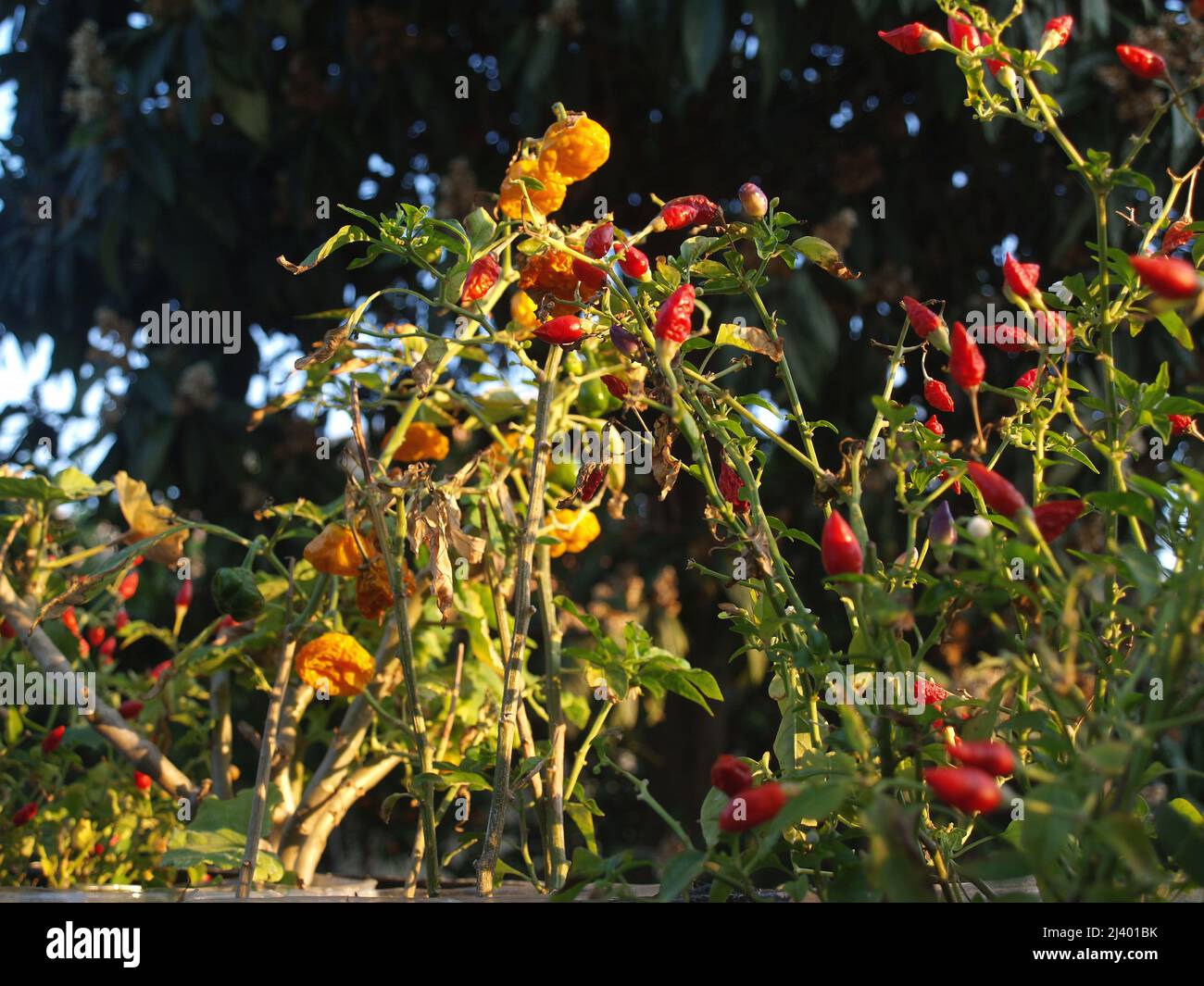 Birds Eye and Scotch Bonnet chillies Stock Photo - Alamy