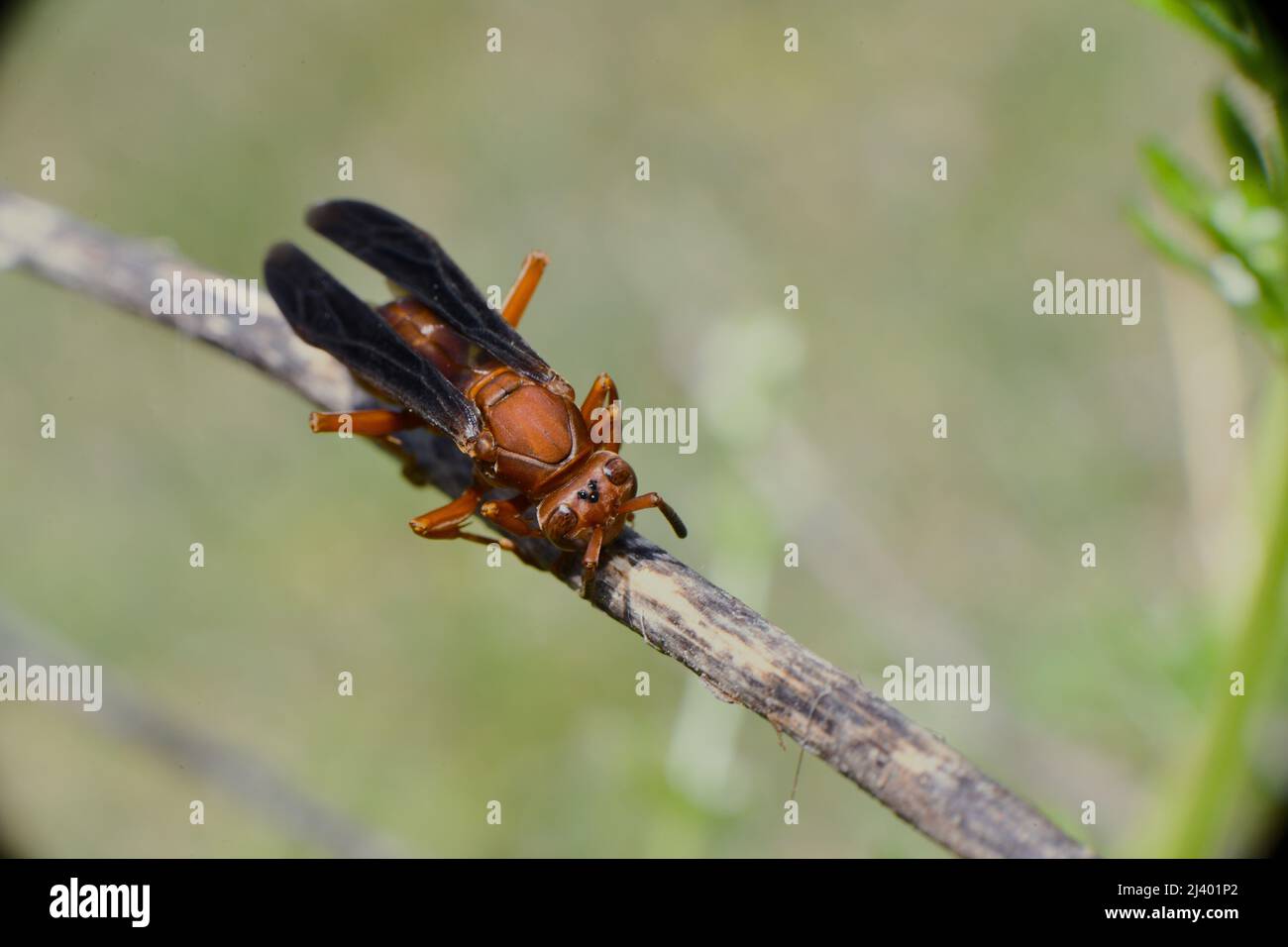 Stinging insect hi-res stock photography and images - Alamy