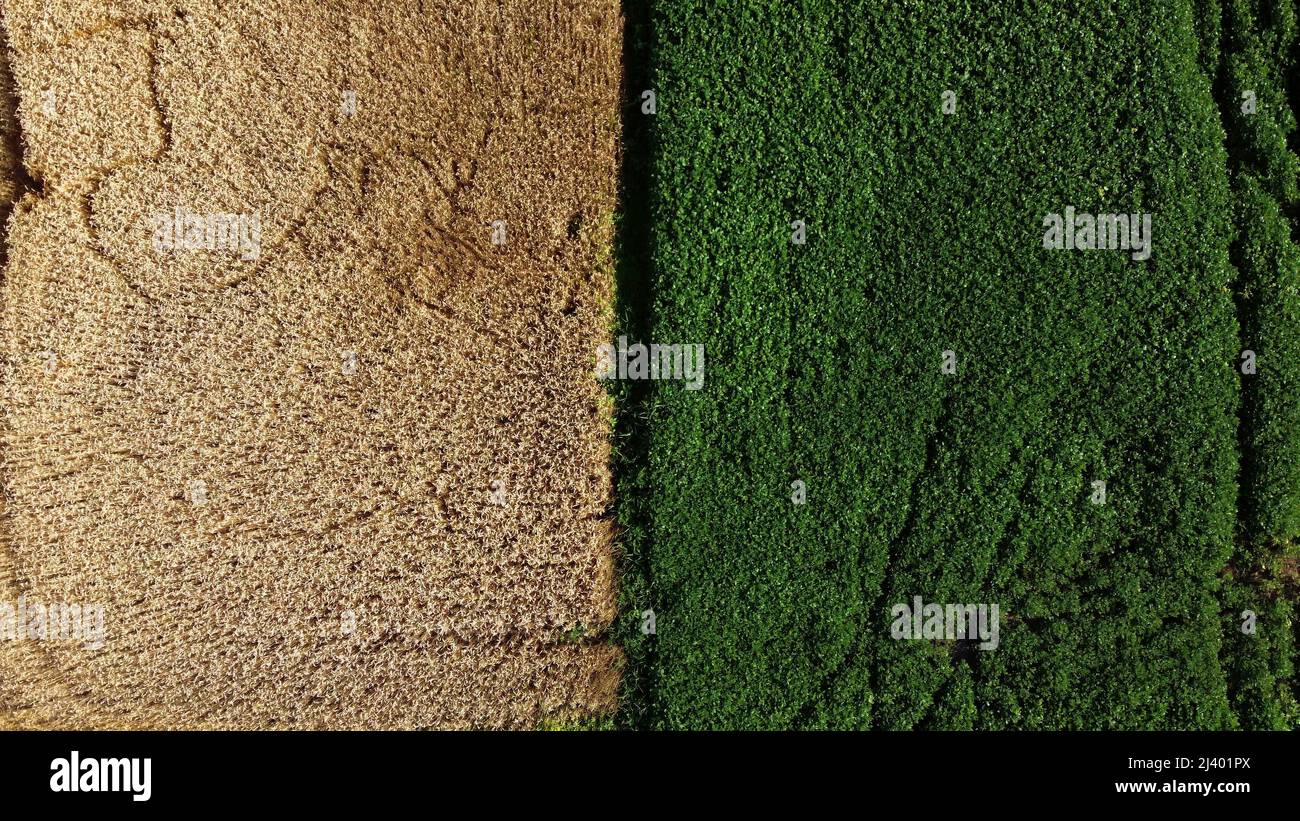 Aerial drone view border between yellow wheat field and green ...