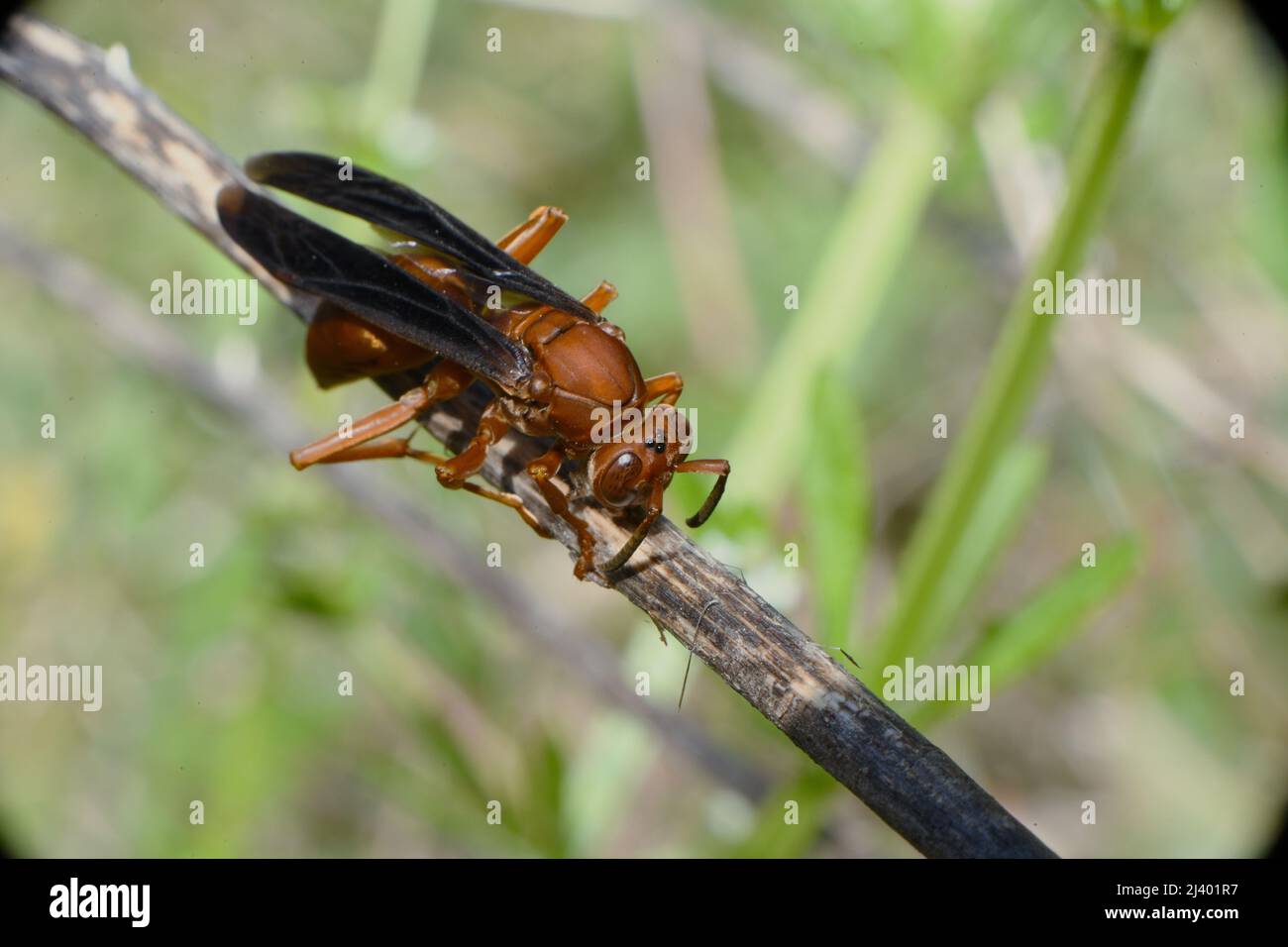 Red antenna insect hi-res stock photography and images - Alamy