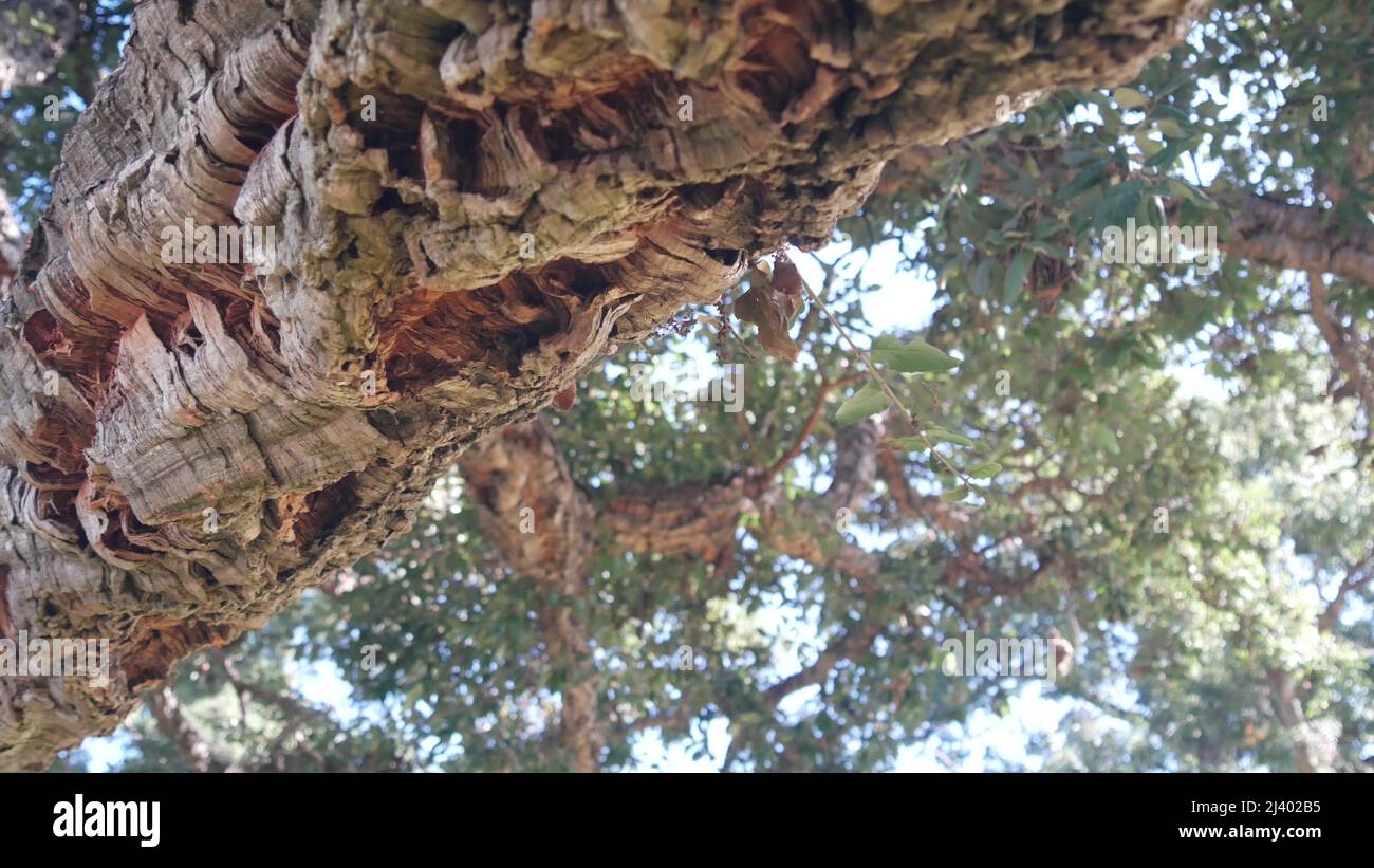 Big cork tree or large corkwood trunk, branches and canopy foliage from ...