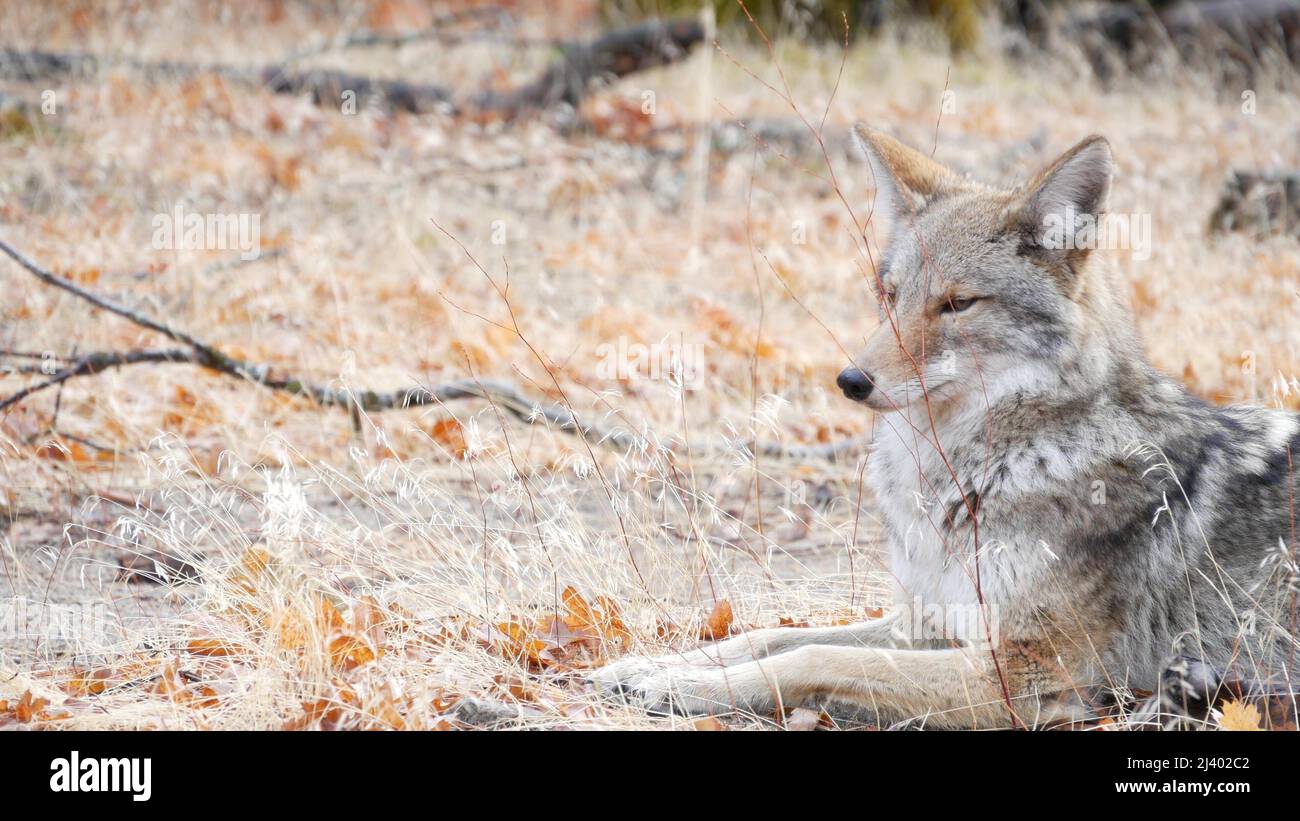 Wild furry wolf, gray coyote or grey coywolf, autumn forest glade ...