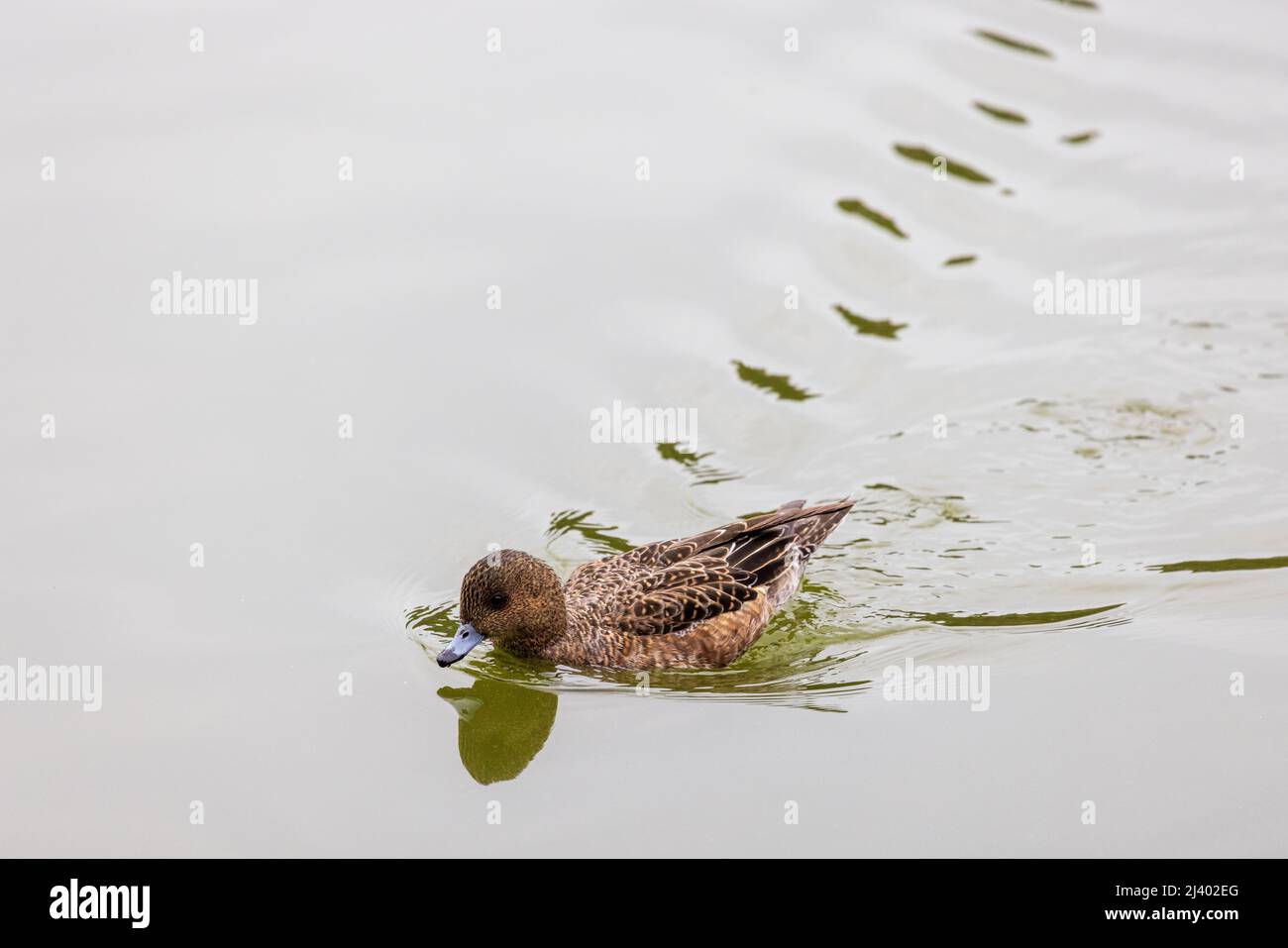 Duck making waves moving forward through water Stock Photo - Alamy