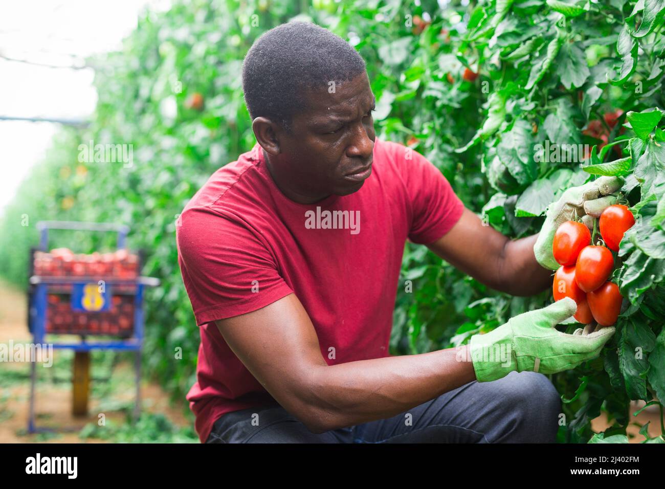 African american horticulturist harvesting hi-res stock photography and ...