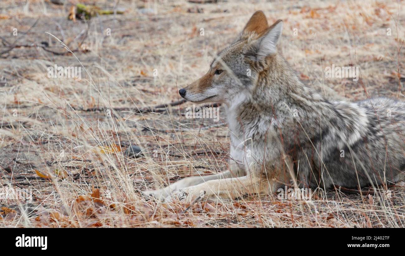 Wild furry wolf, gray coyote or grey coywolf, autumn forest glade ...