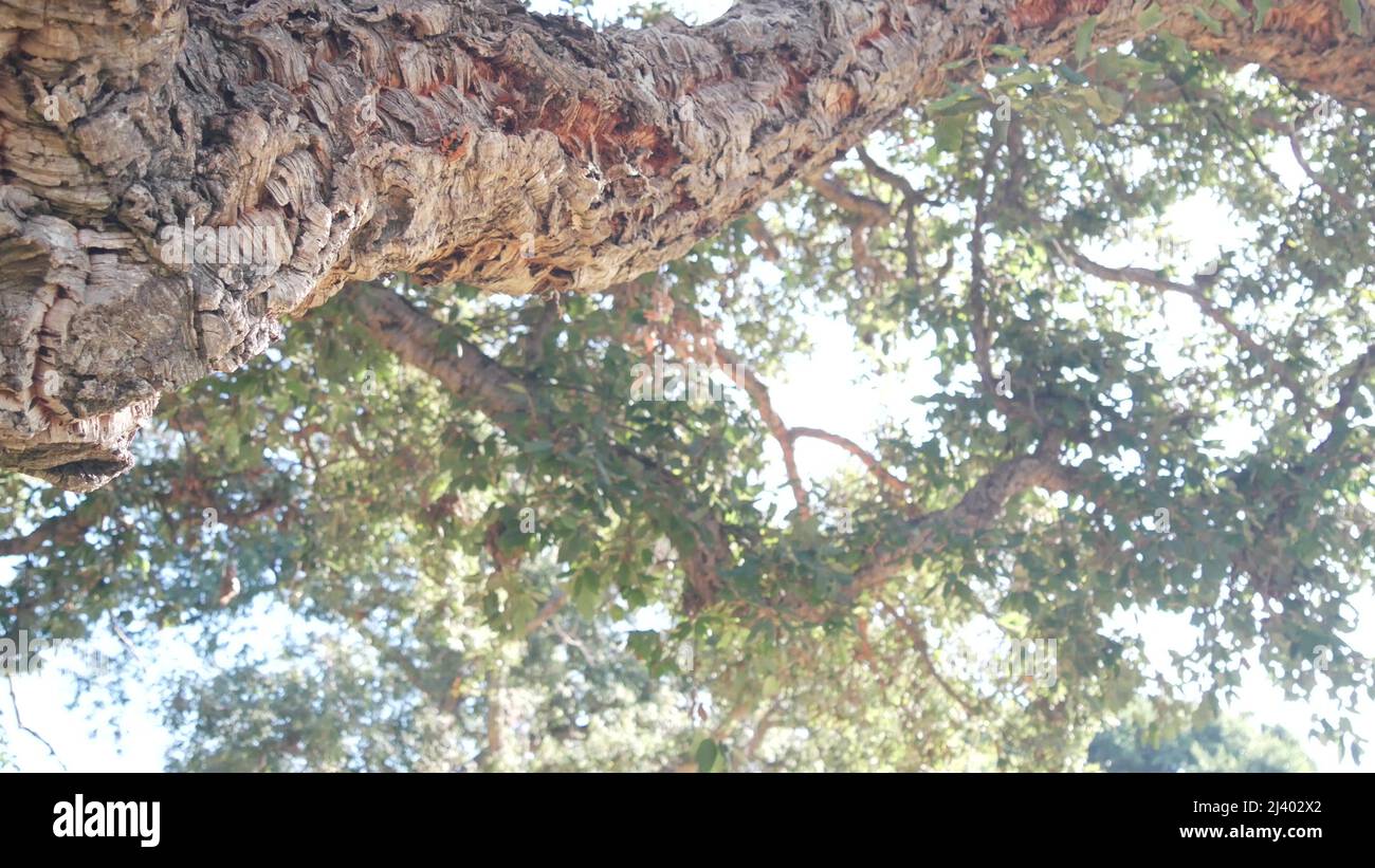 Big cork tree or large corkwood trunk, branches and canopy foliage from ...