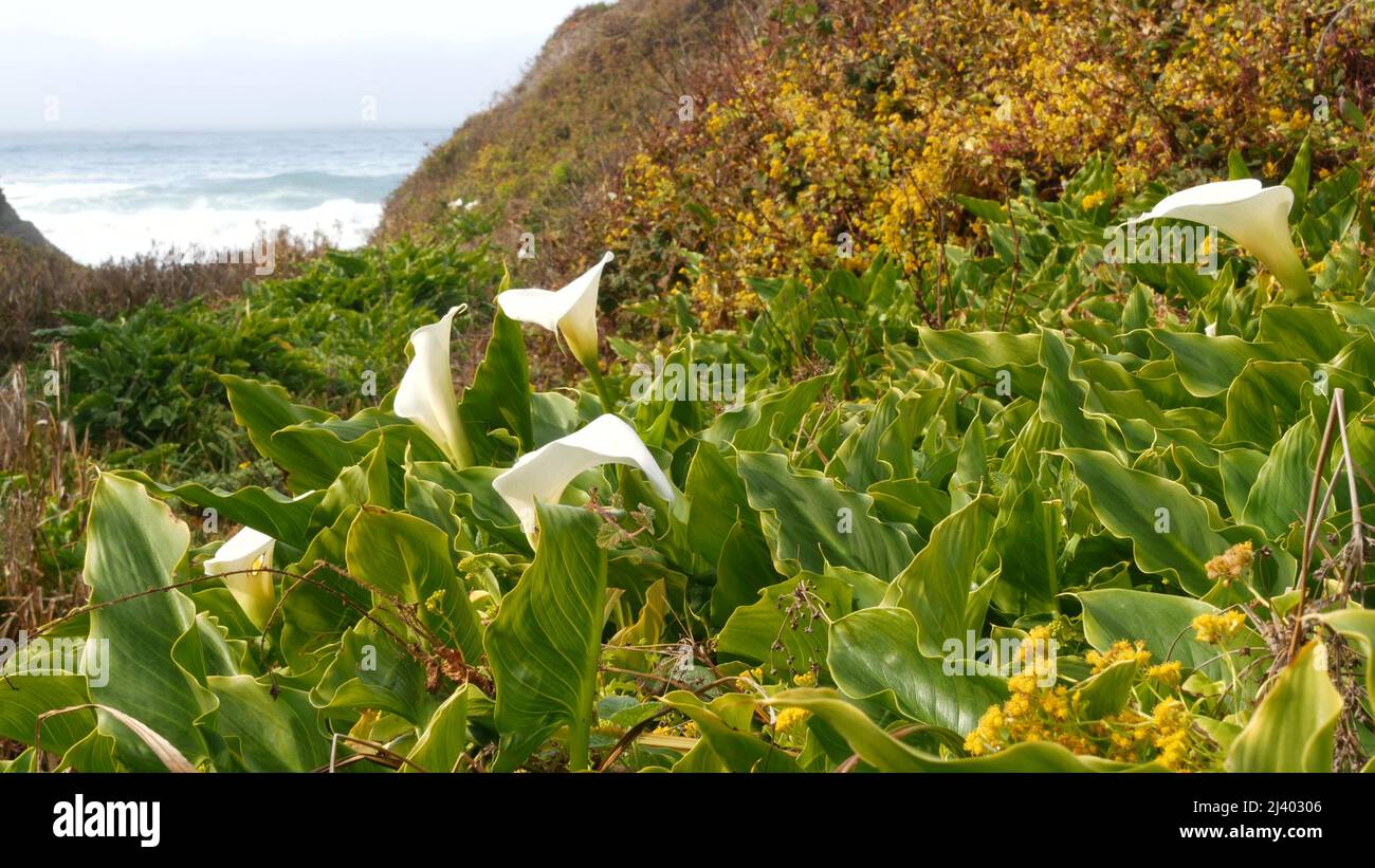Calla lily valley, creek canyon on Garrapata beach, Big Sur landscape ...