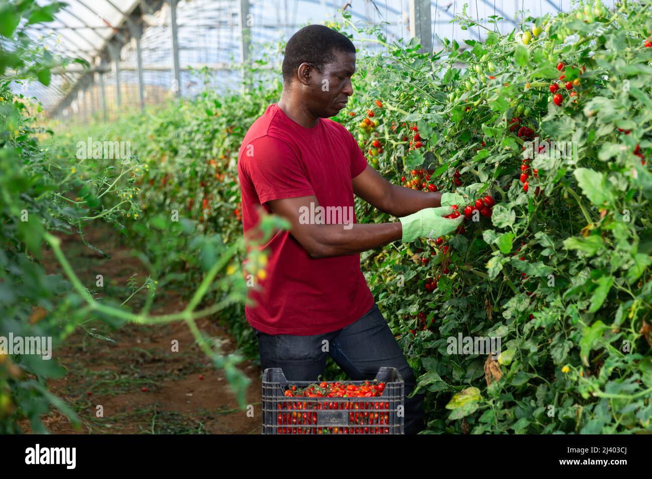 Farm worker gathering crop of red grape tomatoes in hothouse Stock ...