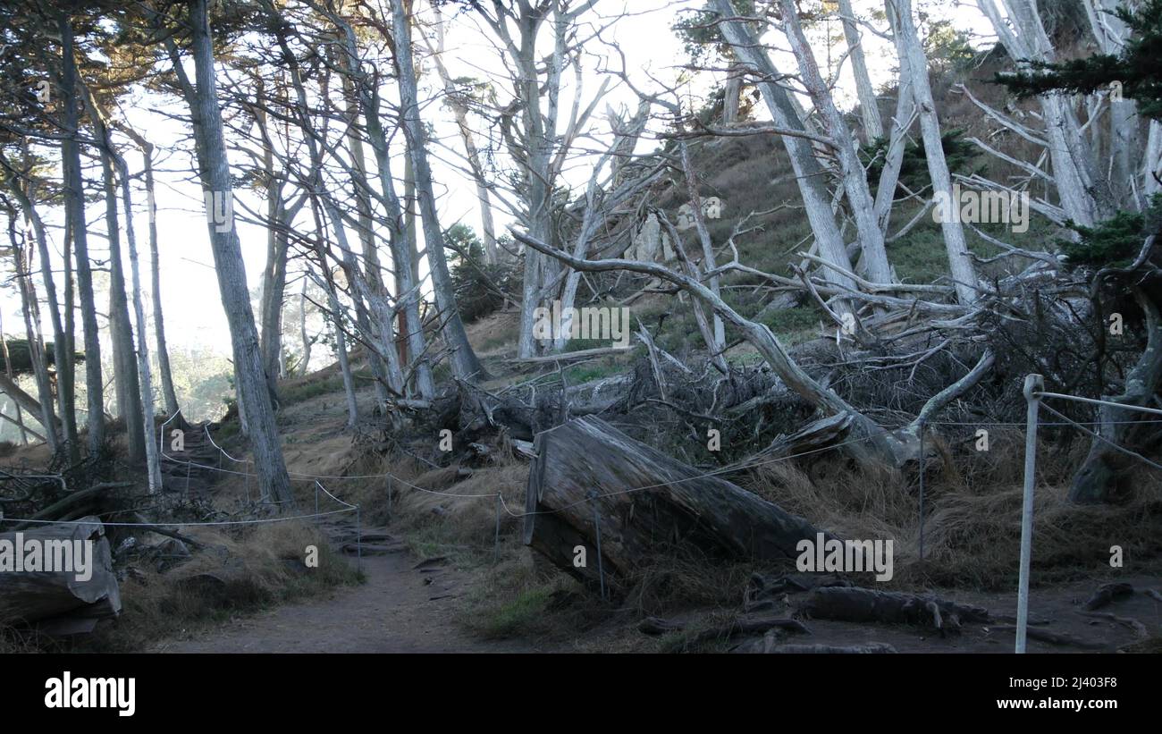 Footpath in ancient coniferous hi-res stock photography and images - Alamy