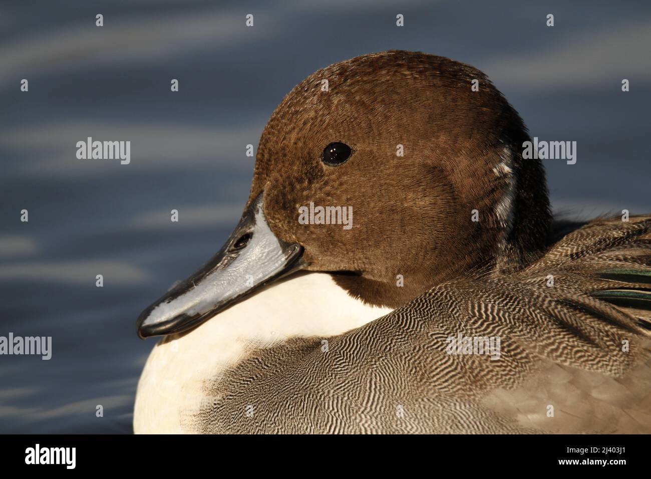 Duck profile photo hi-res stock photography and images - Alamy