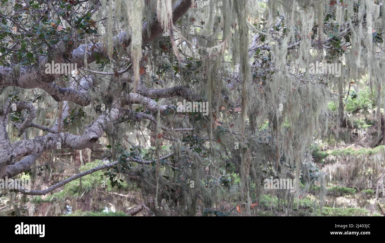 Lace lichen moss hanging, trees branches in forest. Deep surreal wood ...