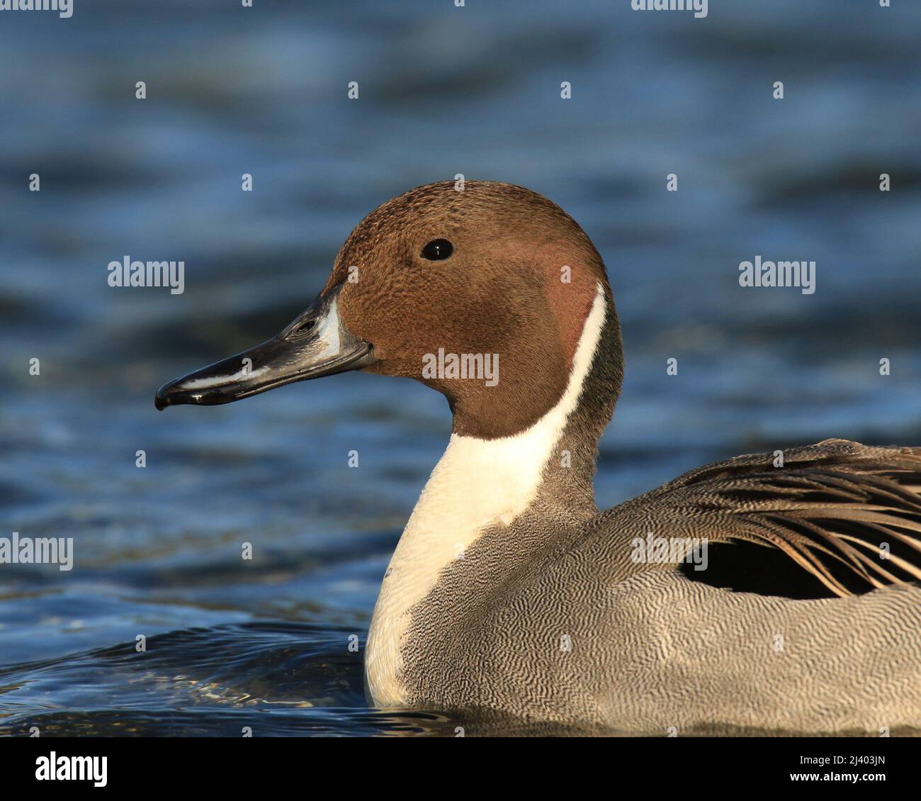 A close up of the head and feather detail of a male Northern Pintail ...