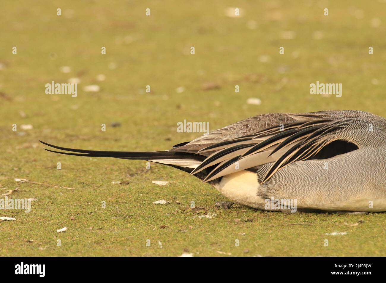 A close up of the tail of a male Northern Pintail duck (anas acuta) in ...