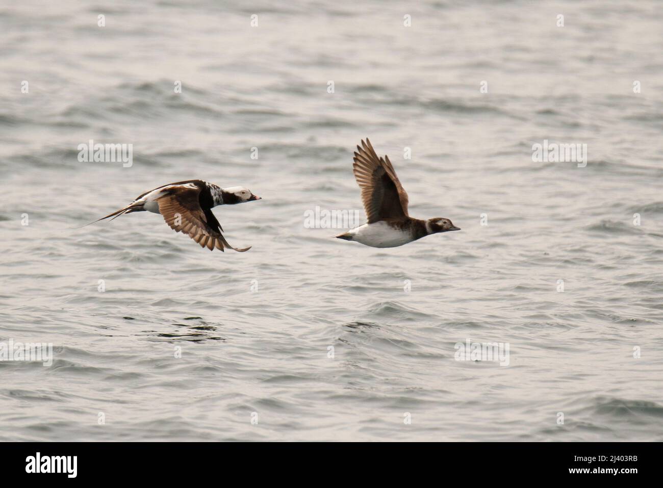 A male and female Long-tailed Duck (Clangula hyemalis) pair flying ...