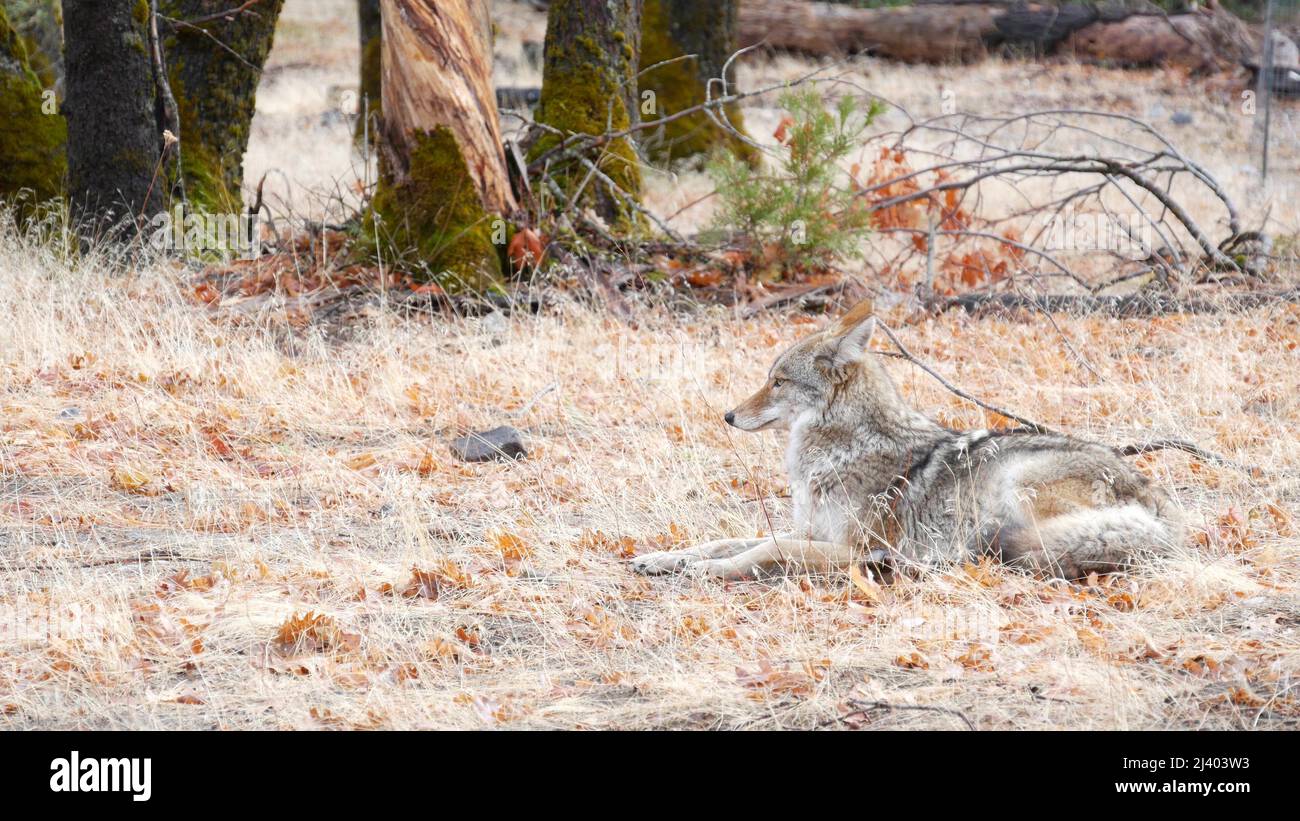 Wild furry wolf, gray coyote or grey coywolf, autumn forest glade ...