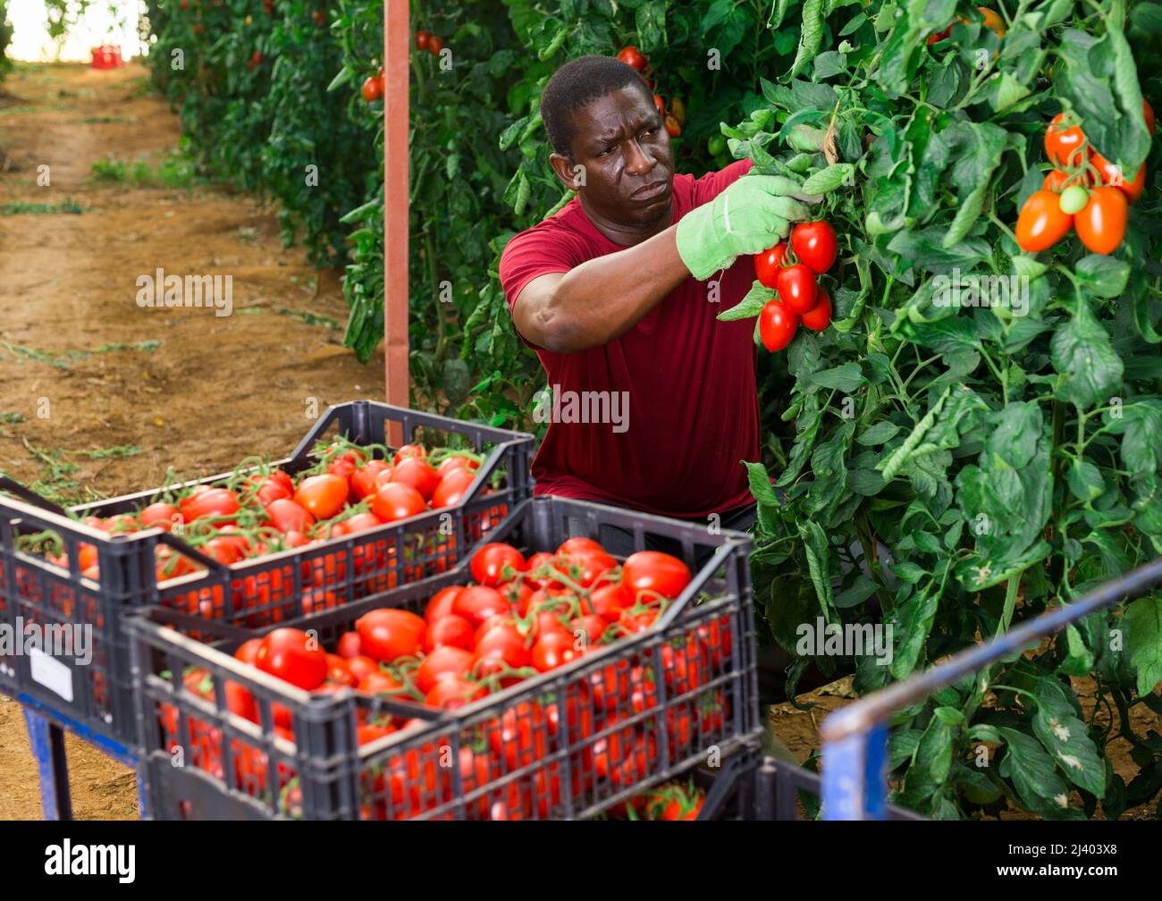 African male farmer harvesting tomatoes in greenhouse Stock Photo - Alamy