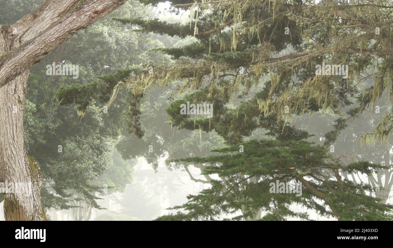 Lace lichen moss hanging, tree branches in foggy misty forest. Surreal ...