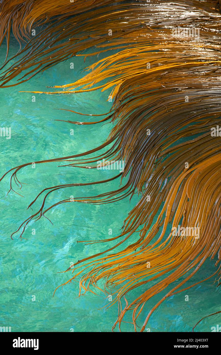 Bull Kelp, Taiaroa Head, Otago Peninsula, Dunedin, South Island, New ...