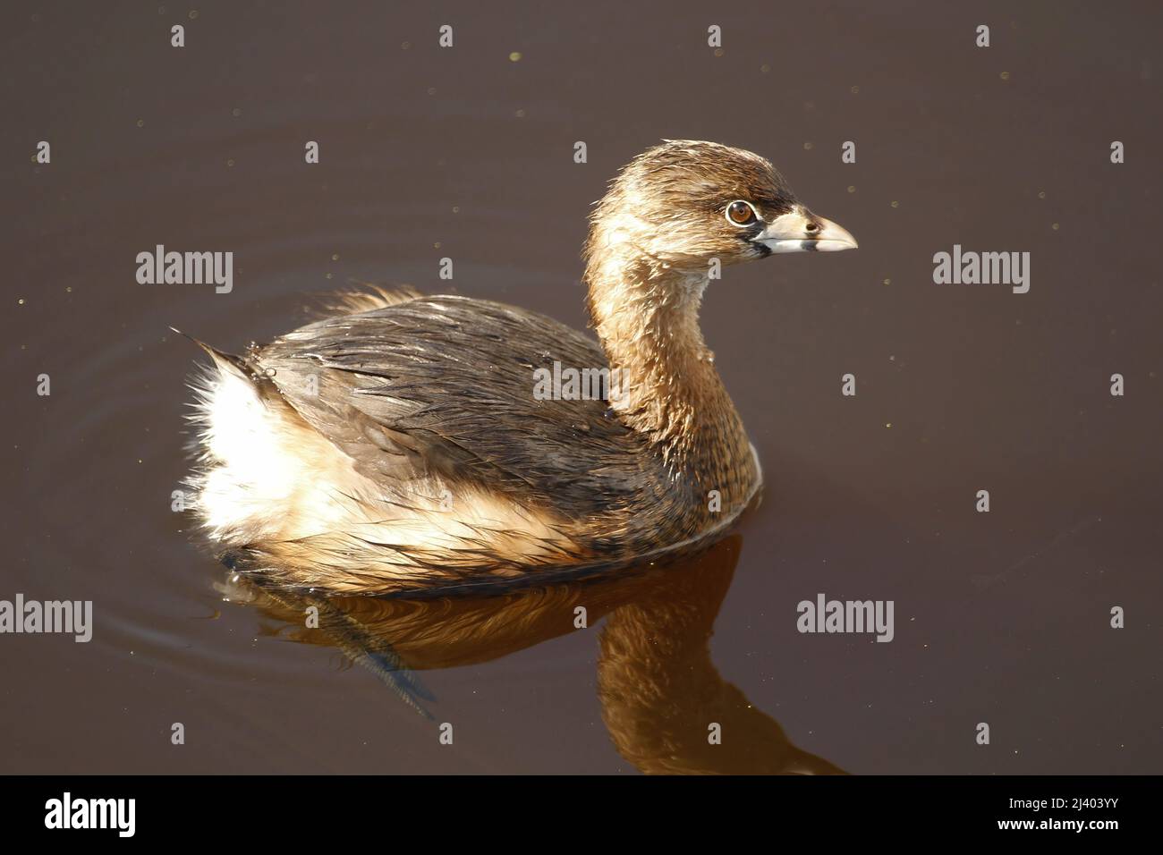 A side view of a Pied-billed Grebe (Podilymbus podiceps) swimming in ...