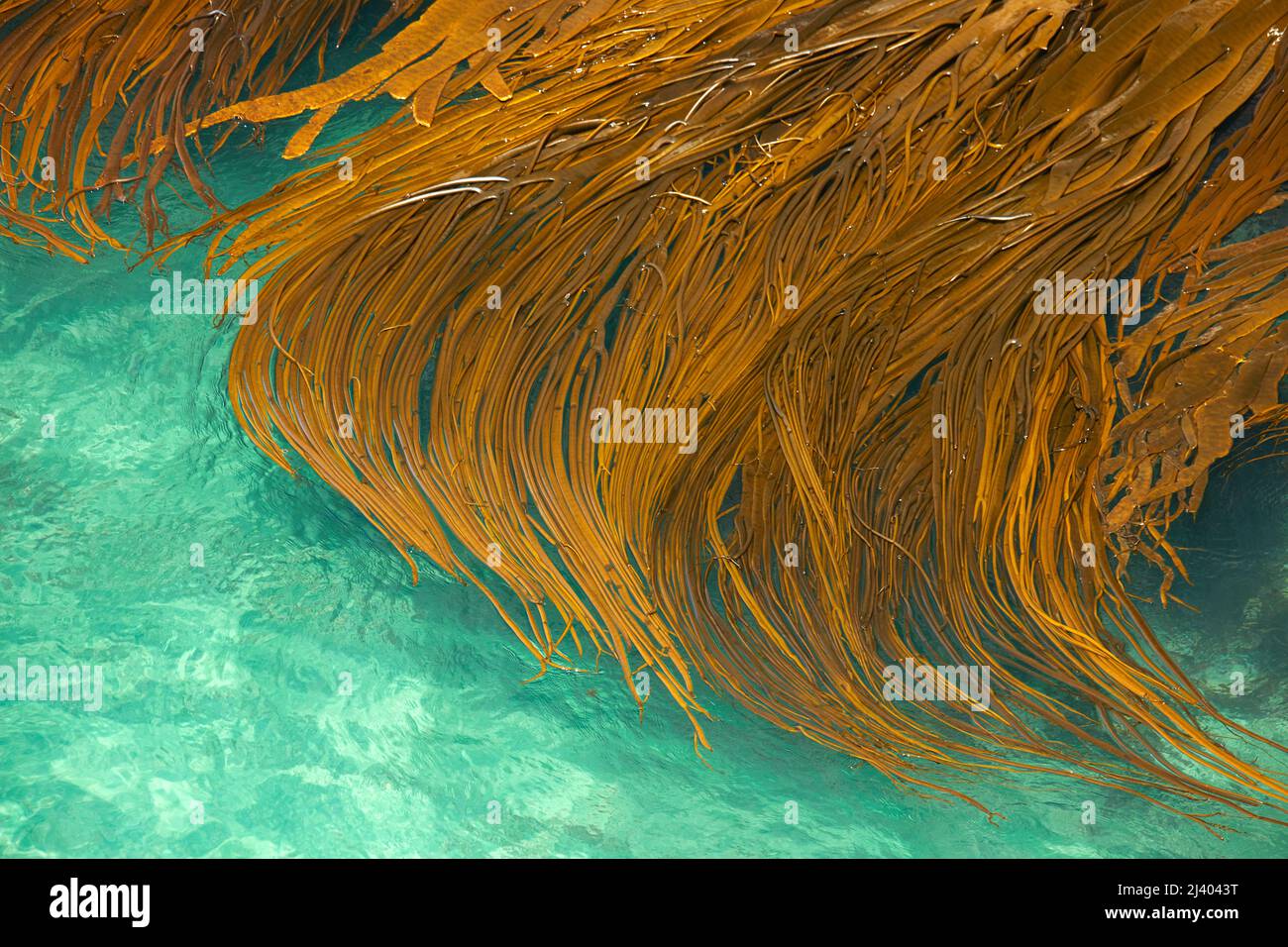 Bull Kelp, Taiaroa Head, Otago Peninsula, Dunedin, South Island, New ...