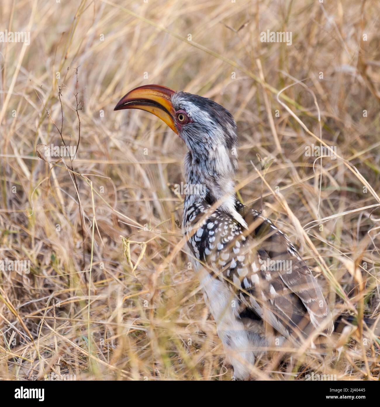 Southern red-billed hornbill, Sydlig rödnäbbstoko (Tockus rufirostris ...