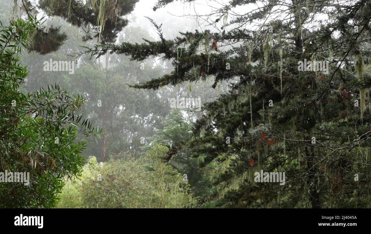 Lace lichen moss hanging, tree branches in foggy misty forest. Surreal ...
