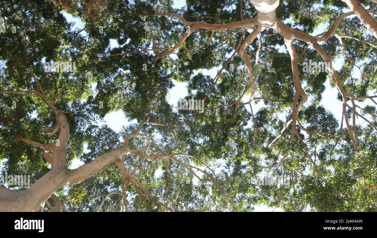 Canopy of big huge tree in forest, jungle or rainforest. Giant trunk ...