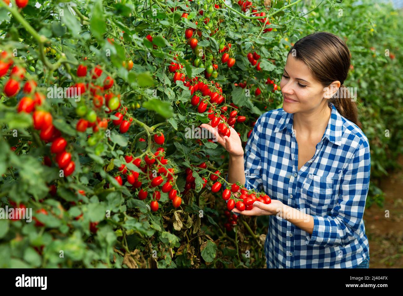 Female grower harvesting red grape tomatoes in greenhouse Stock Photo ...