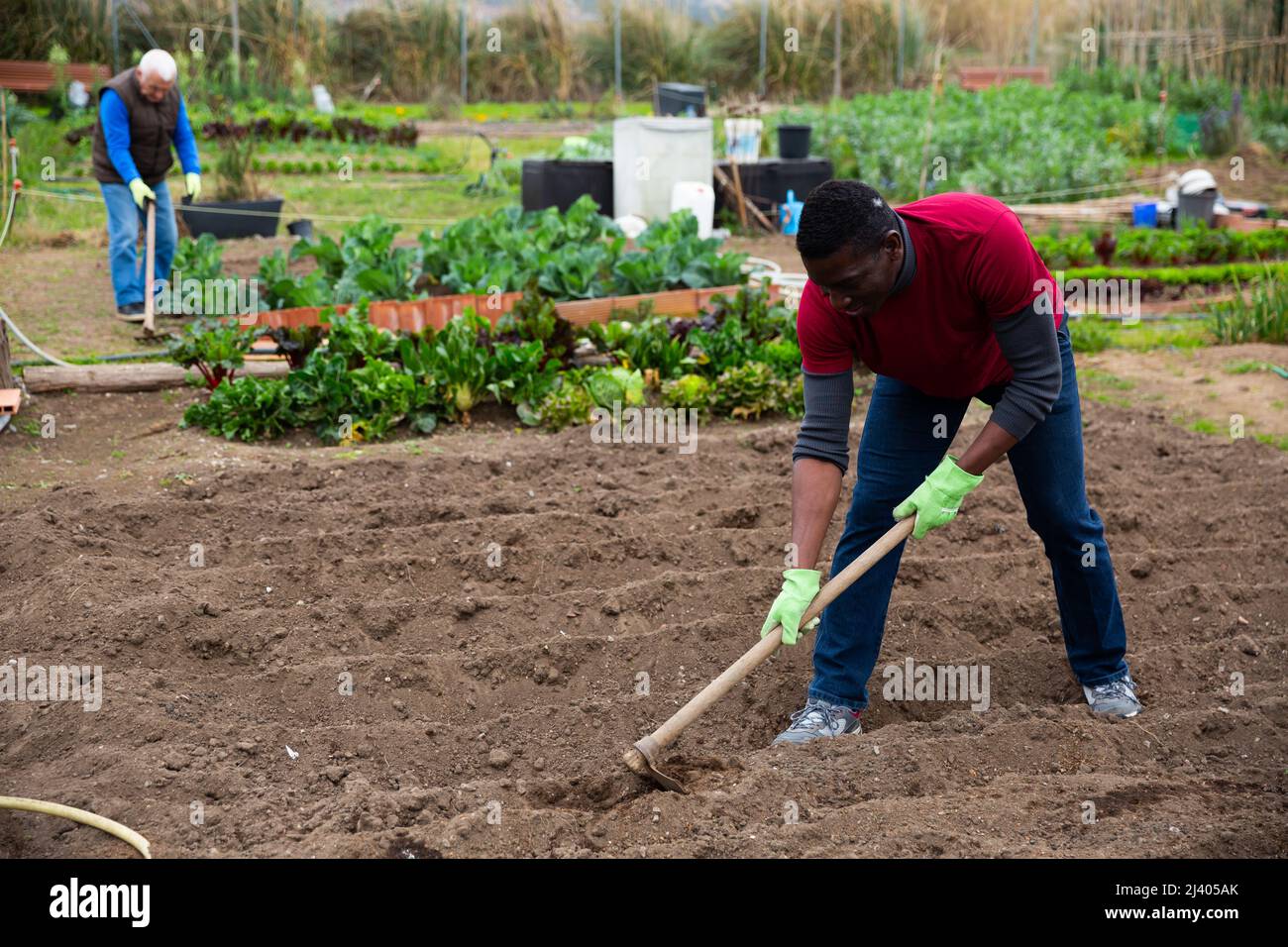 African-american man using hoe treats the garden beds Stock Photo - Alamy