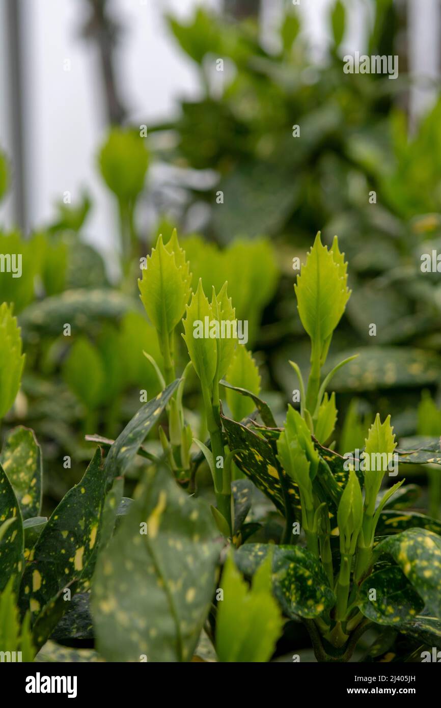 Green leaves of Aucuba japonica in the early spring. Young sprouts of ...
