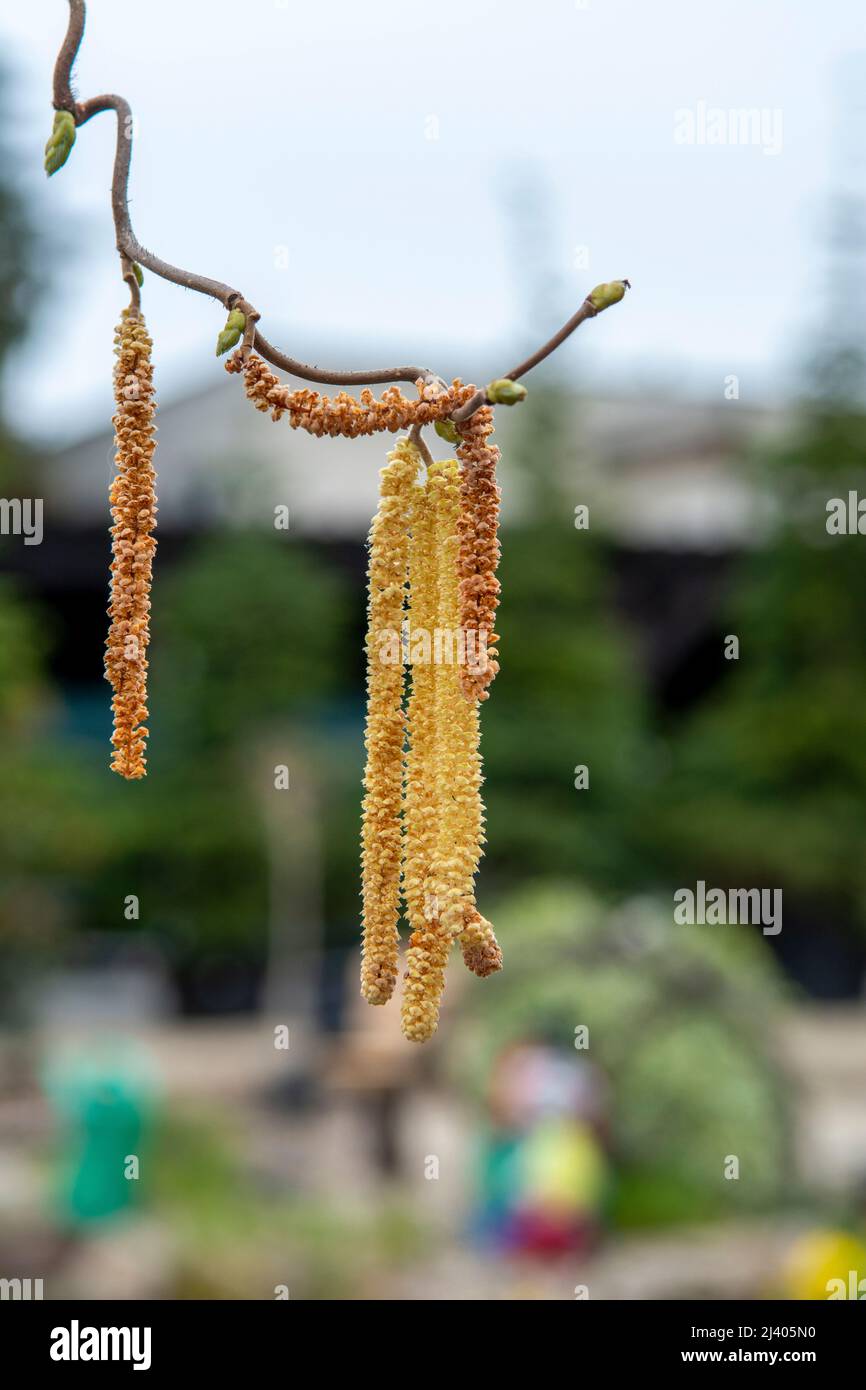 The Corkscrew hazel (Corylus avellana Contorta) male catkins in the ...