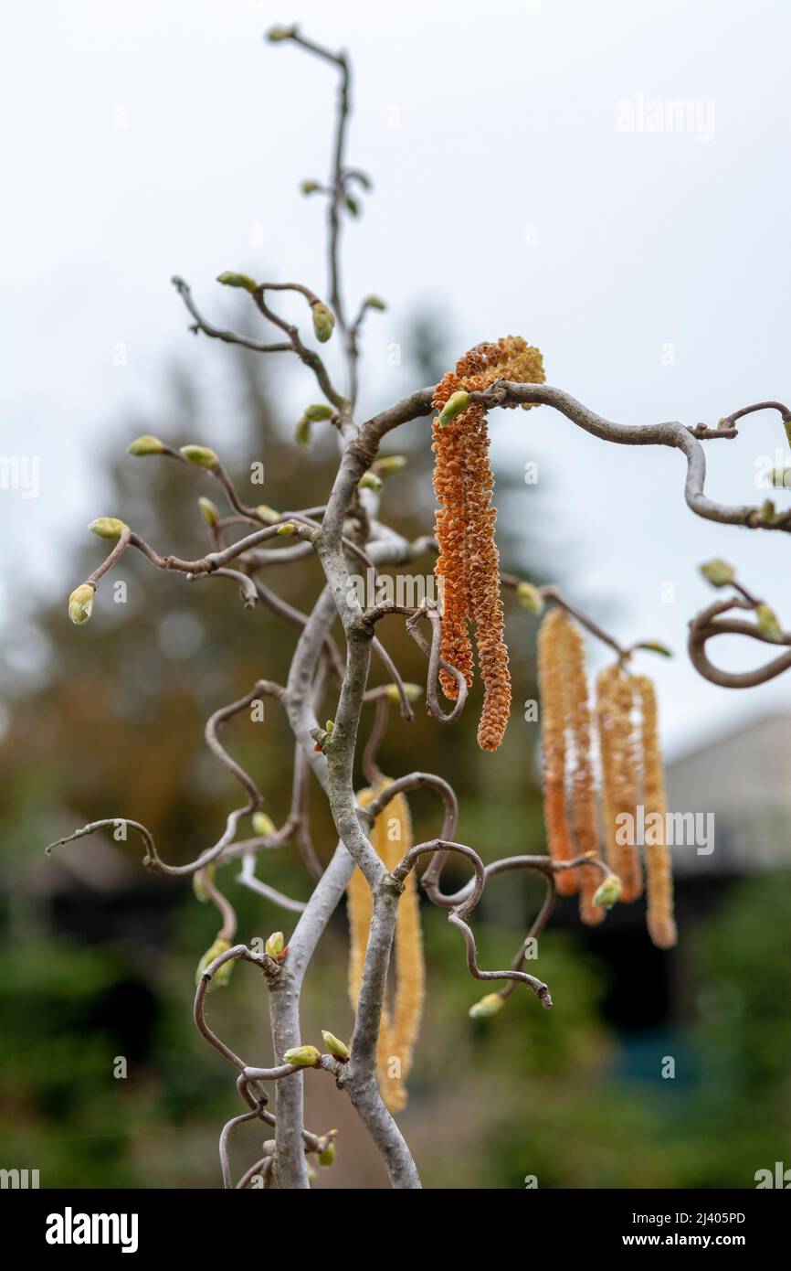 The Corkscrew hazel (Corylus avellana Contorta) male catkins in the ...